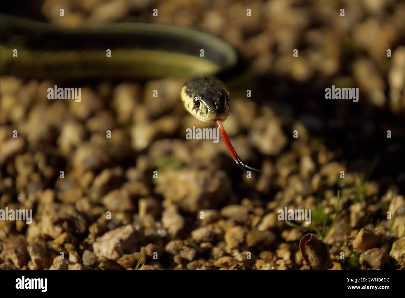 The common garter snake (Thamnophis sirtalis Stock Photo - Alamy