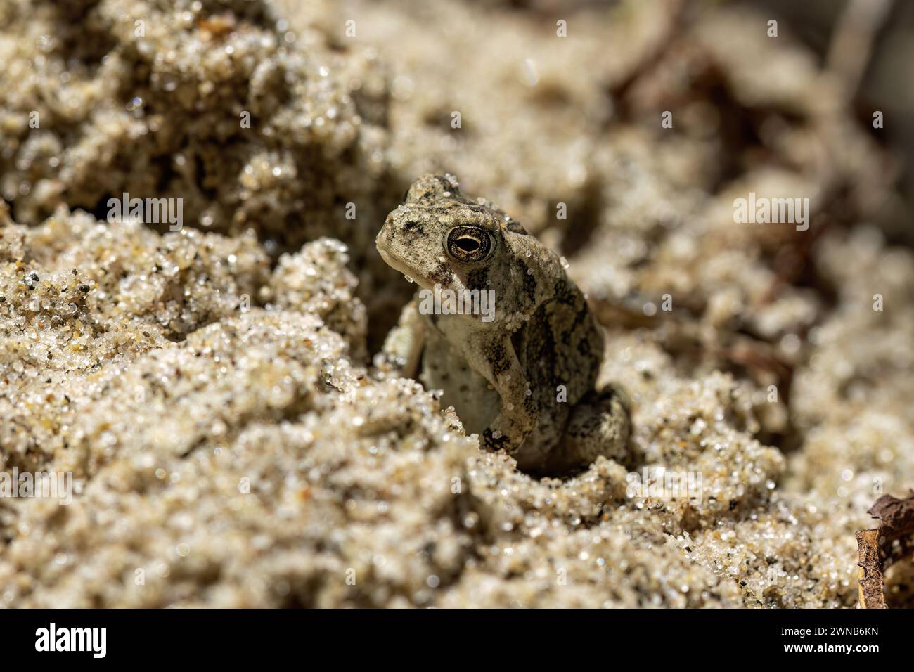 Young Fowler's toad (Anaxyrus fowleri Stock Photo - Alamy