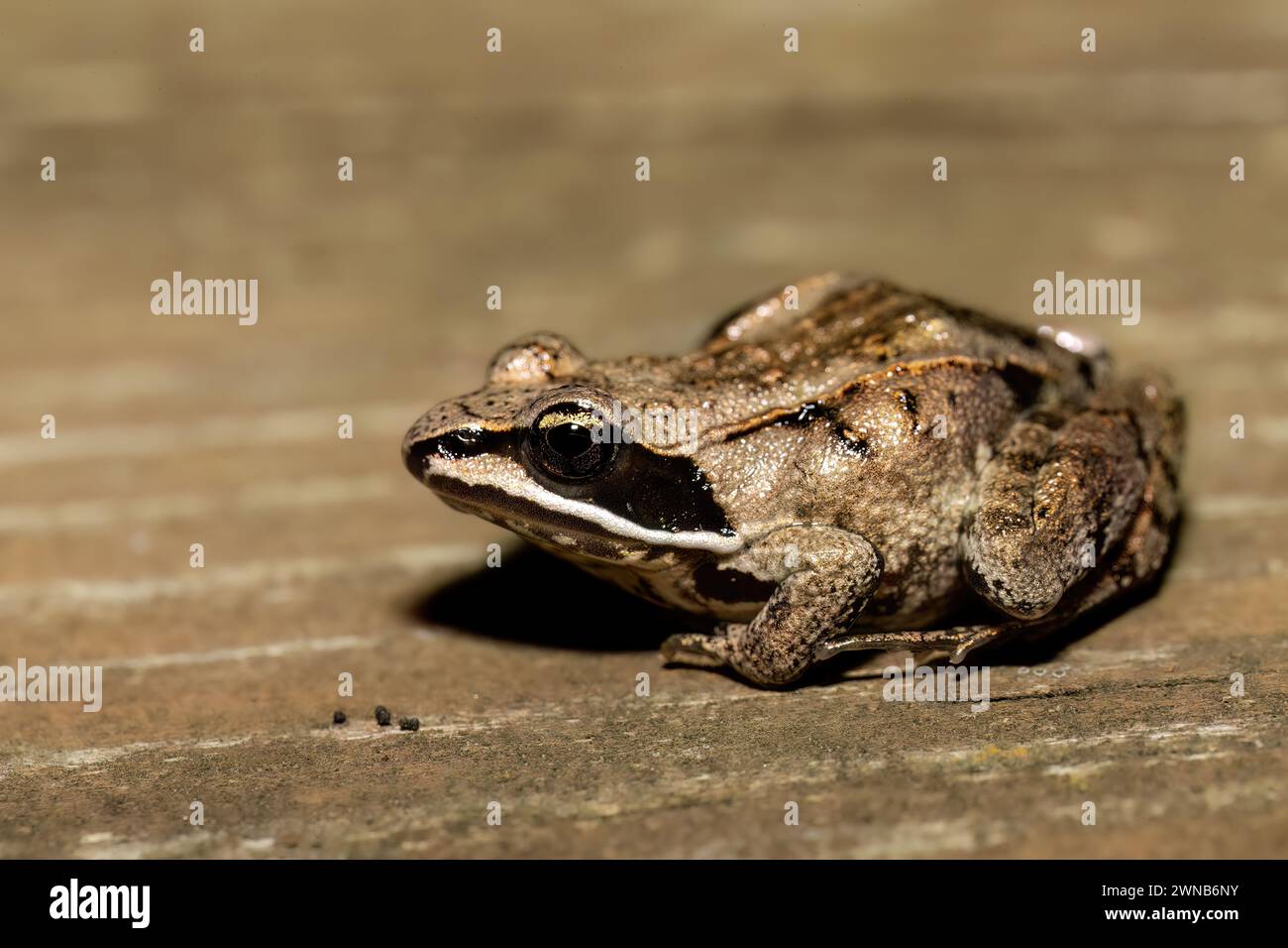 Lithobates sylvaticus or Rana sylvatica, commonly known as the wood ...