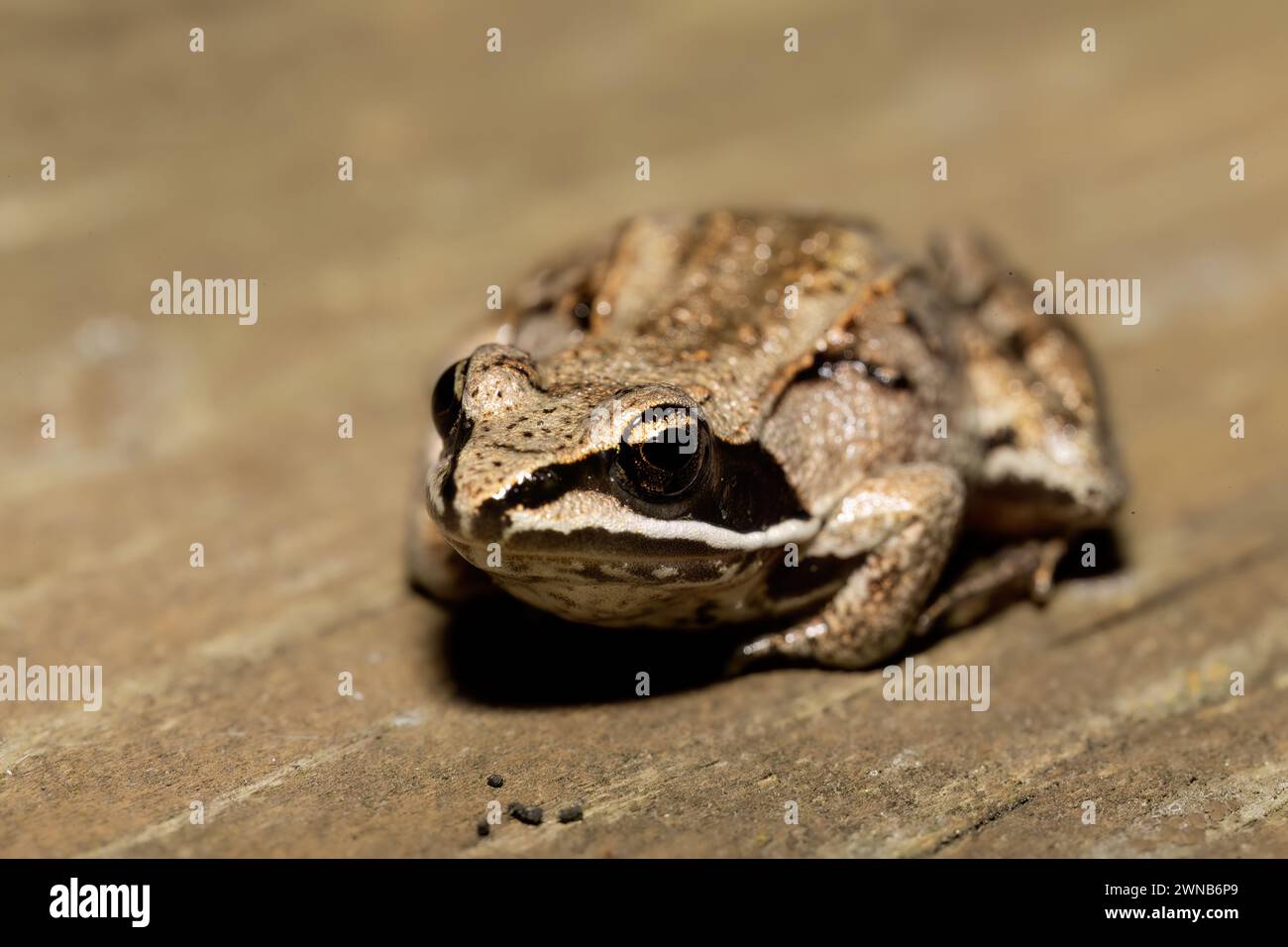 Lithobates sylvaticus or Rana sylvatica, commonly known as the wood ...