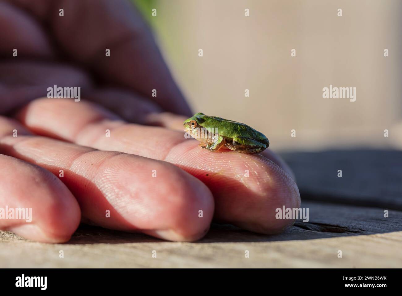 The gray treefrog (Hyla versicolor) is native frog of Unites states and ...