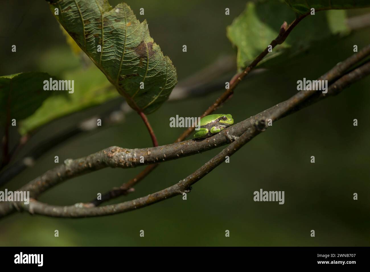 The gray treefrog (Hyla versicolor) is native frog of Unites states and ...