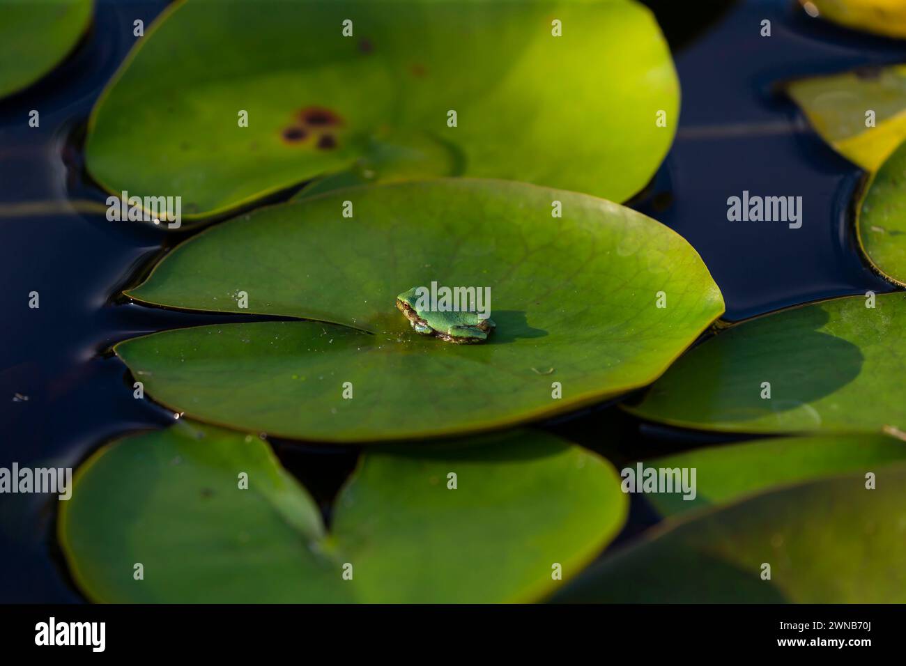 The gray treefrog (Hyla versicolor) is native frog of Unites states and ...