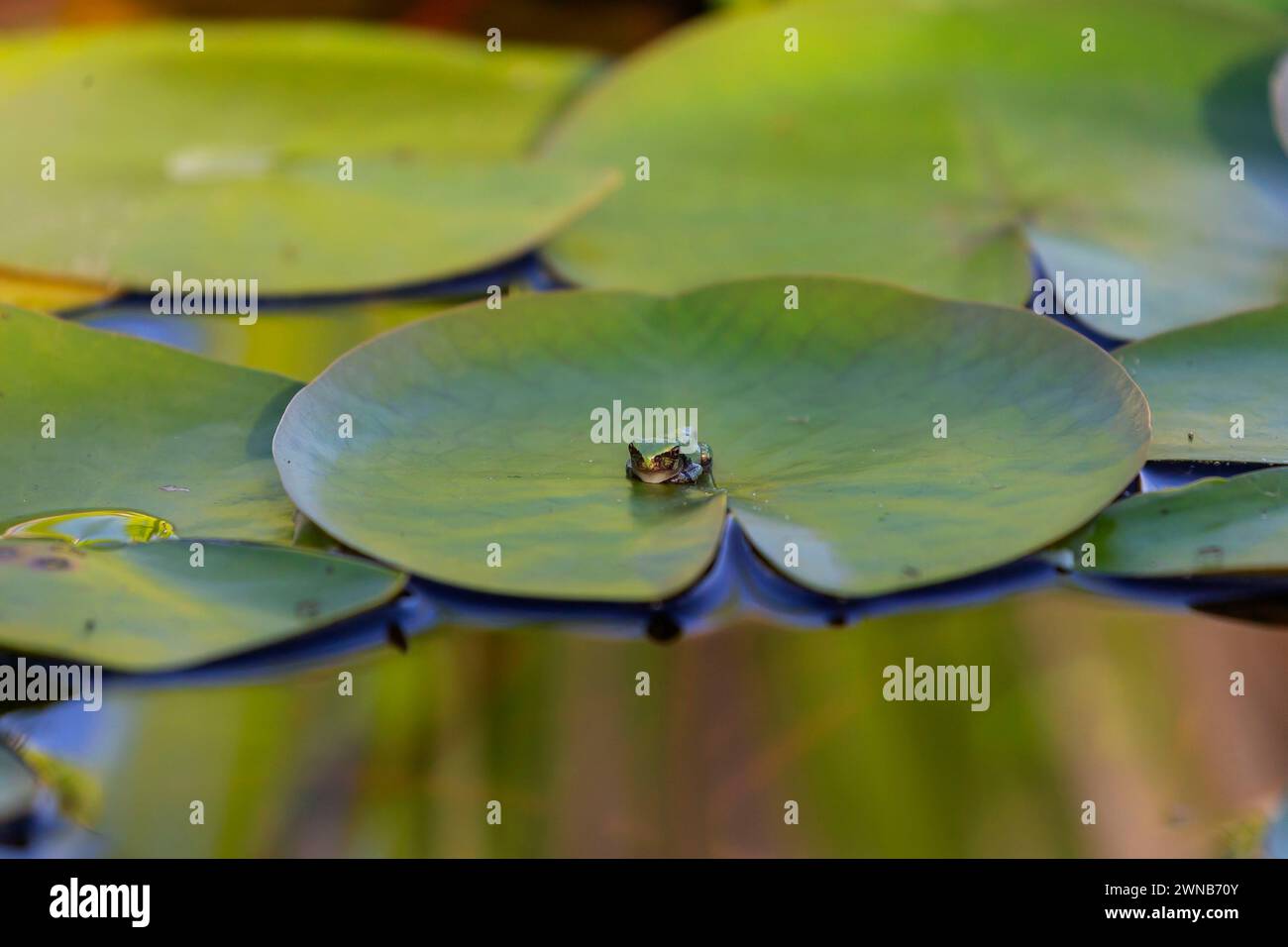 The gray treefrog (Hyla versicolor) is native frog of Unites states and ...