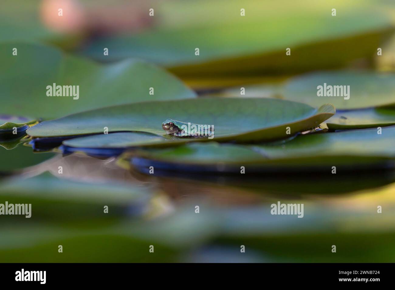 The gray treefrog (Hyla versicolor) is native frog of Unites states and ...