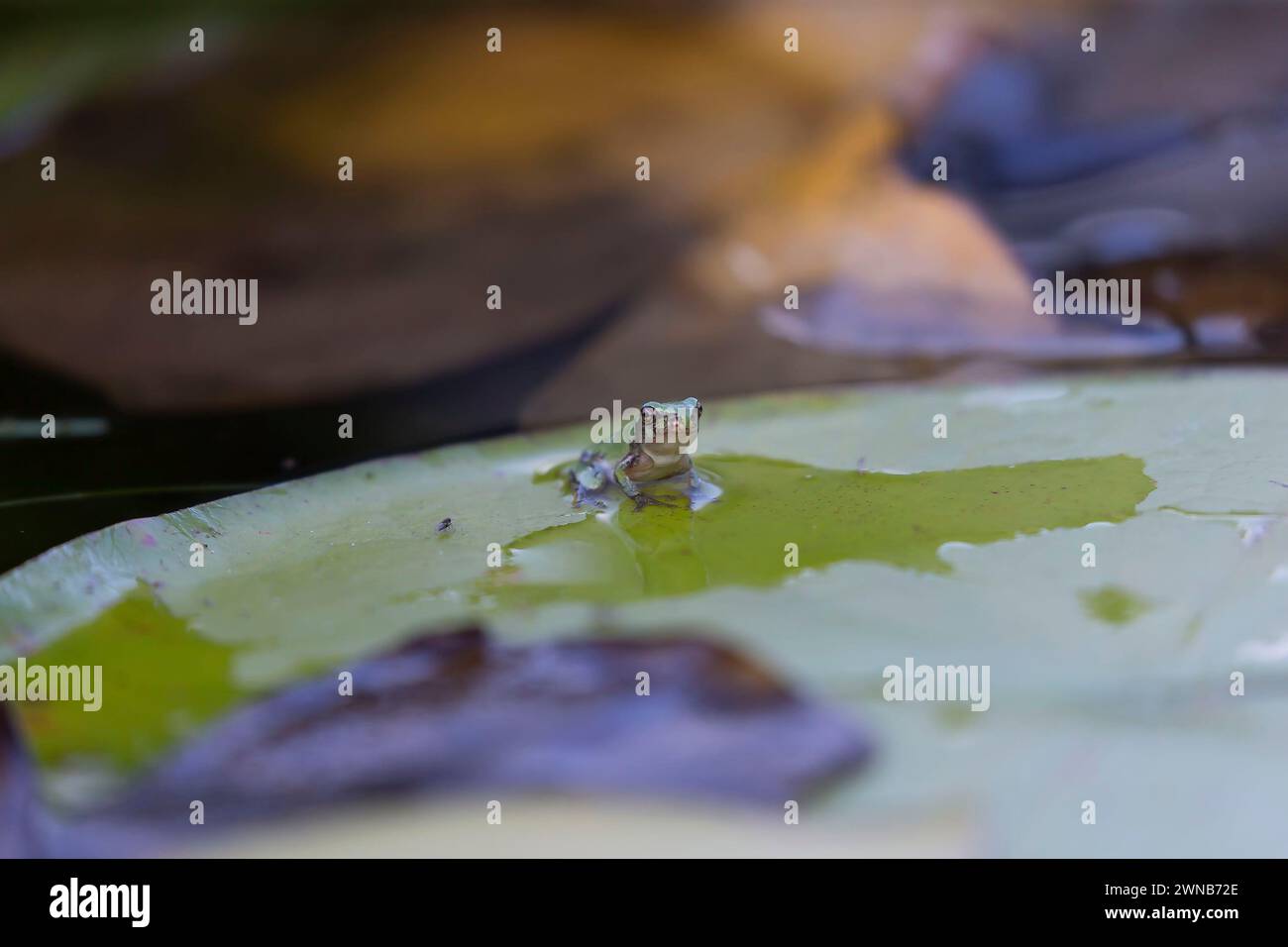 The gray treefrog (Hyla versicolor) is native frog of Unites states and ...