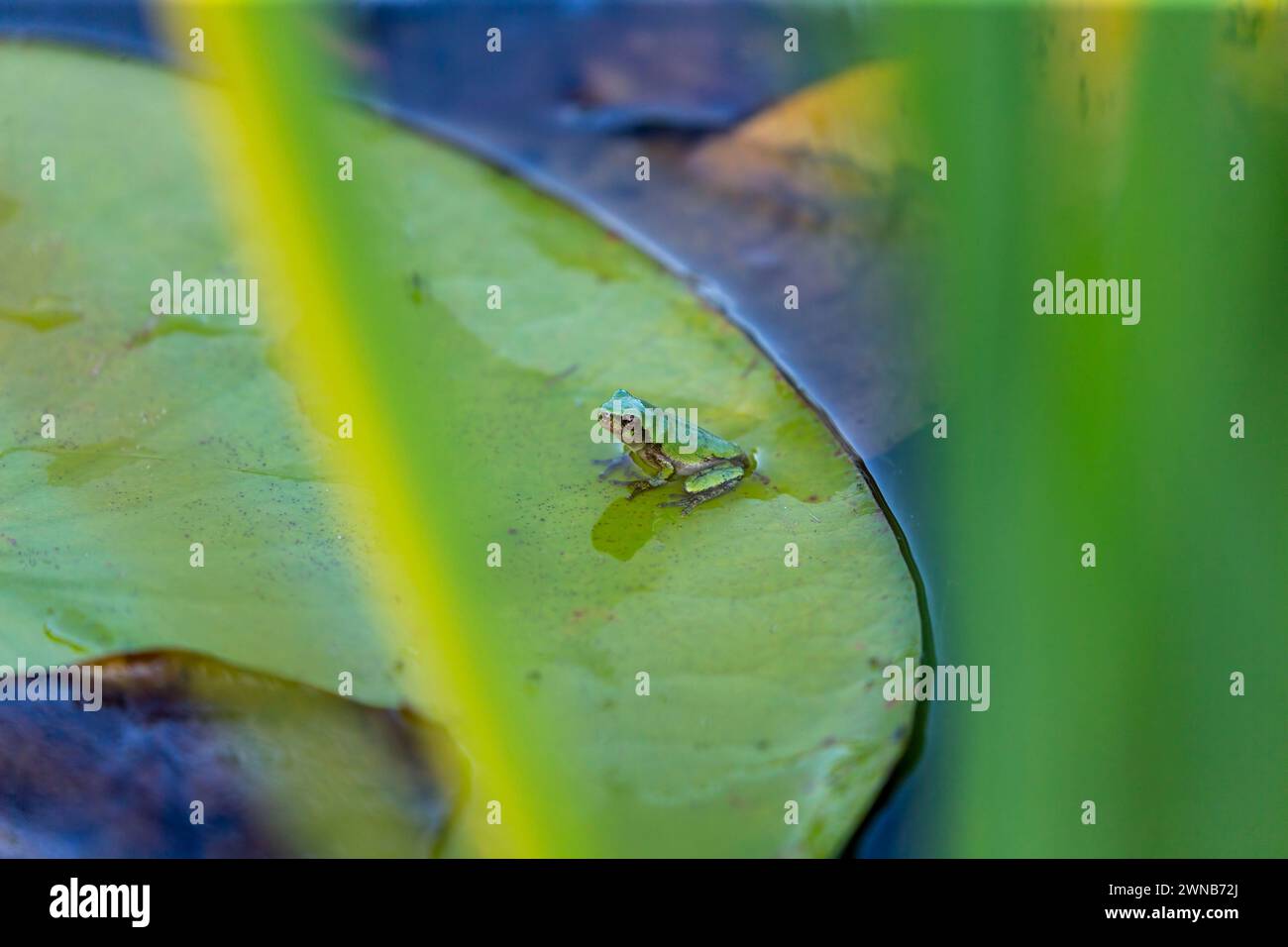 The gray treefrog (Hyla versicolor) is native frog of Unites states and ...