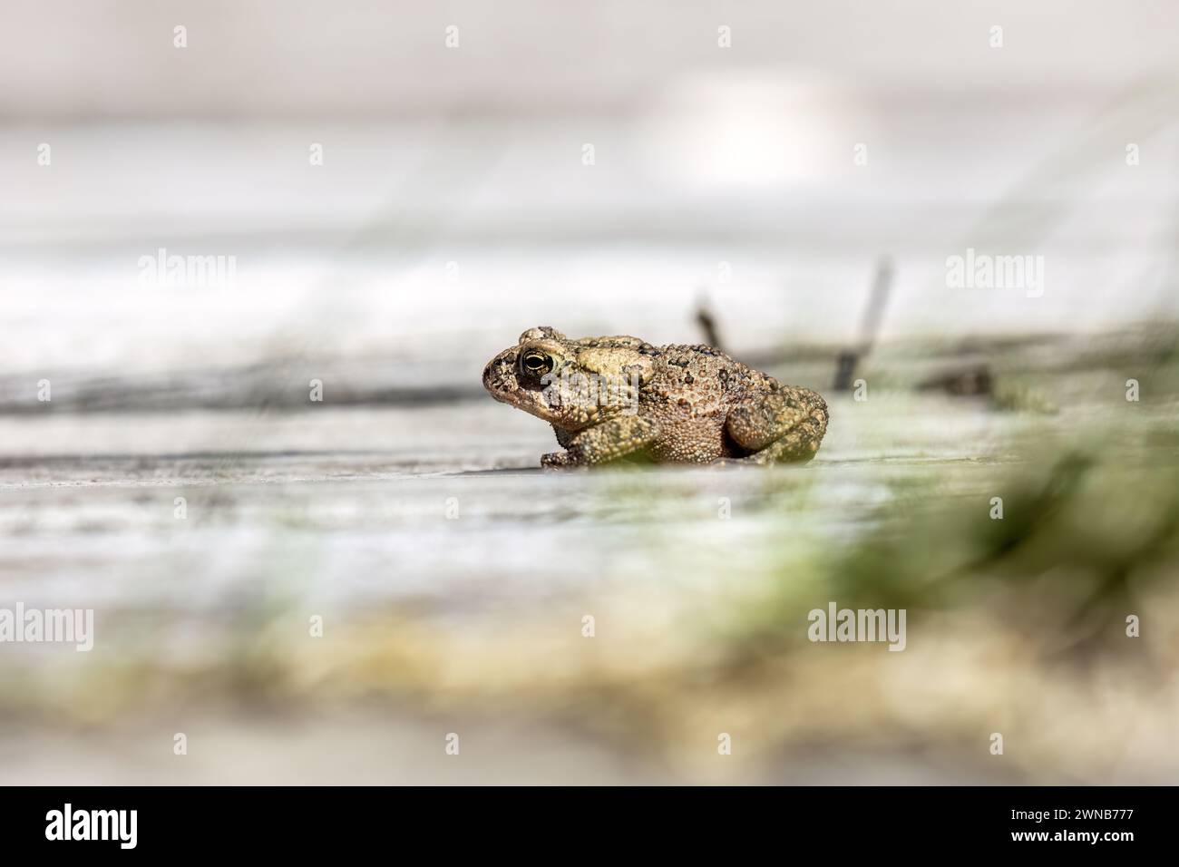 The eastern American toad (Anaxyrus americanus americanus), Serial ...