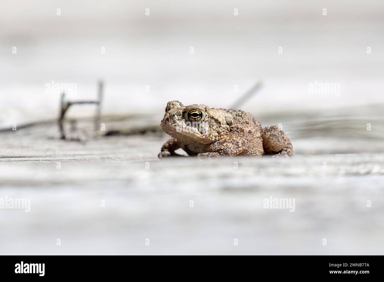 The eastern American toad (Anaxyrus americanus americanus), Serial ...