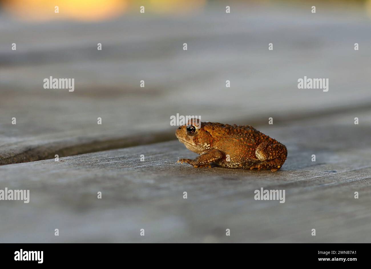 The eastern American toad (Anaxyrus americanus americanus), Serial ...