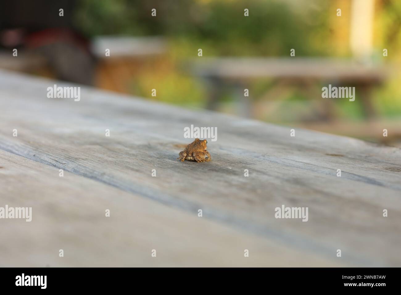 The eastern American toad (Anaxyrus americanus americanus), Serial ...