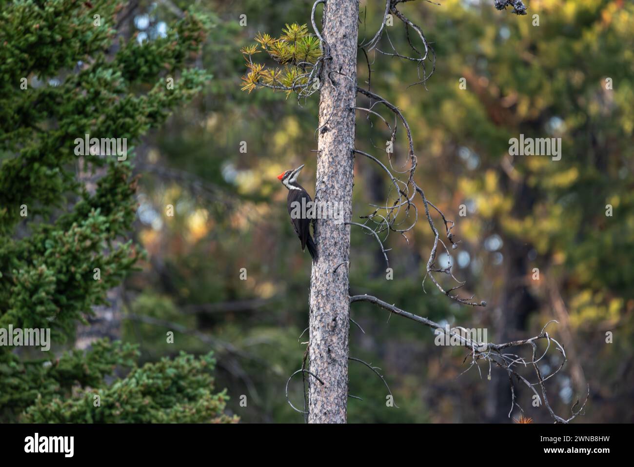 Pileated Woodpecker seen in Banff National Park. Wild bird seen in ...