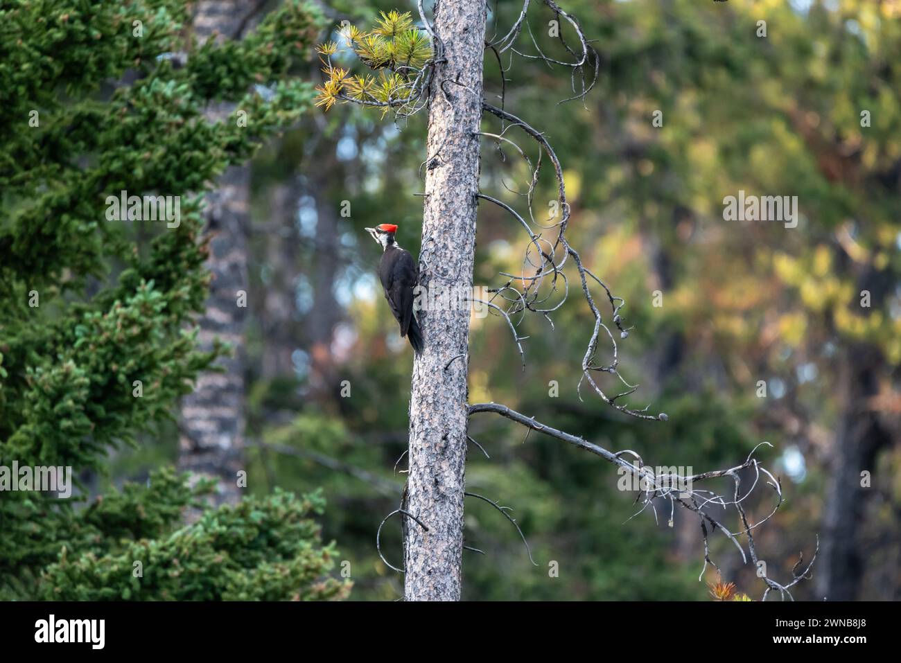 Pileated Woodpecker seen in Banff National Park. Wild bird seen in ...