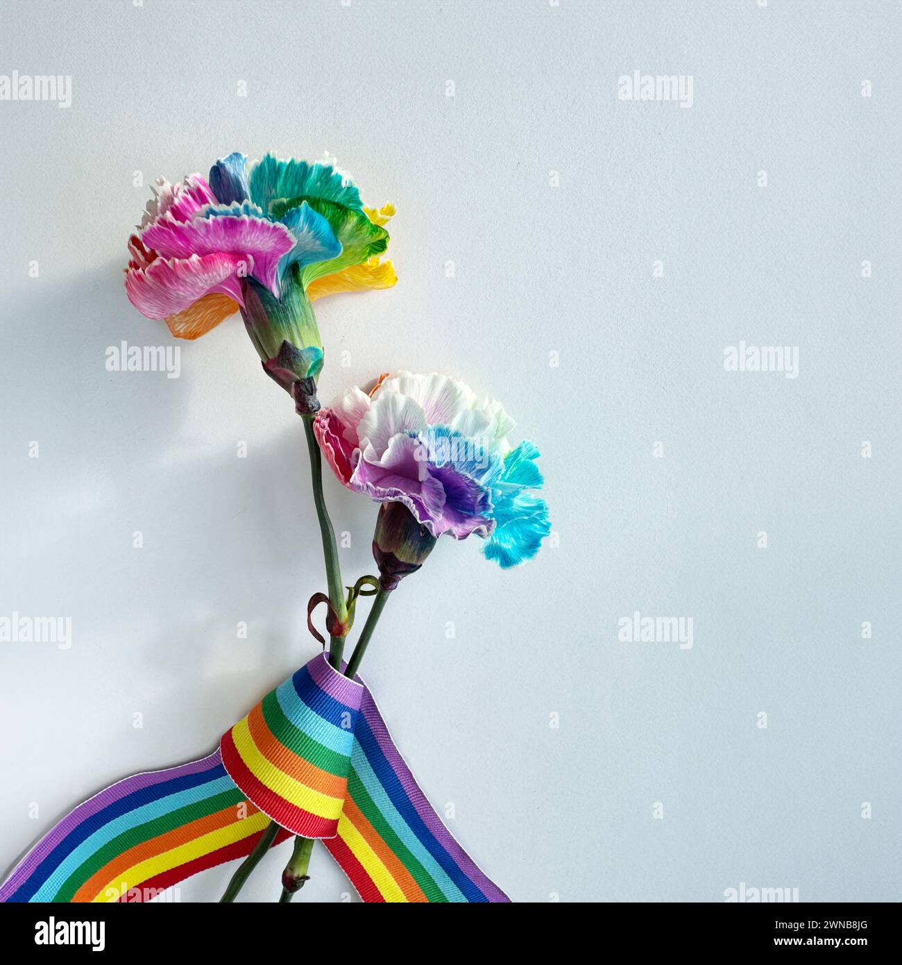 Two Rainbow Colored Carnation Flowers With a Rainbow Ribbon on Neutral ...