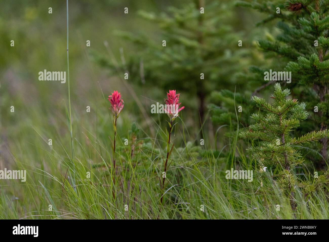 Castilleja, Indian Paintbrush, Prarie Fire flowers seen in Banff ...