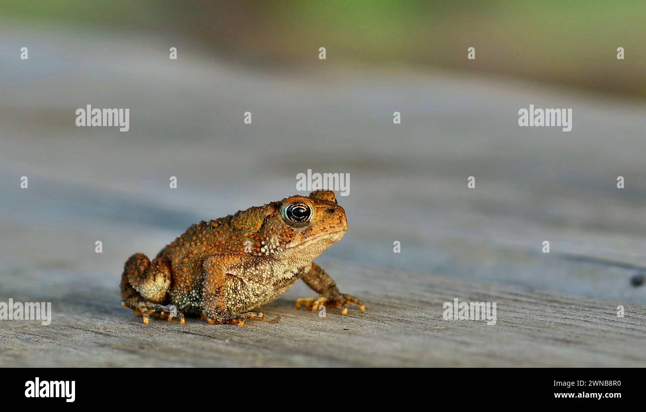 The eastern American toad (Anaxyrus americanus americanus), Serial ...
