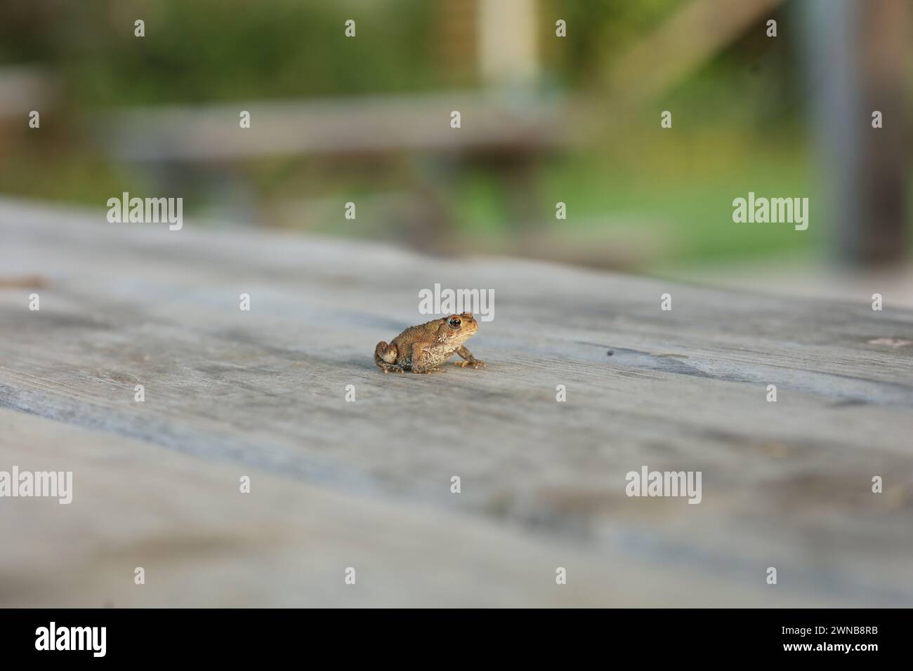 The eastern American toad (Anaxyrus americanus americanus), Serial ...