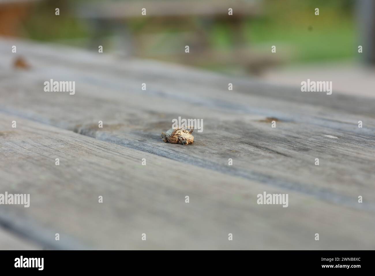 The eastern American toad (Anaxyrus americanus americanus), Serial ...