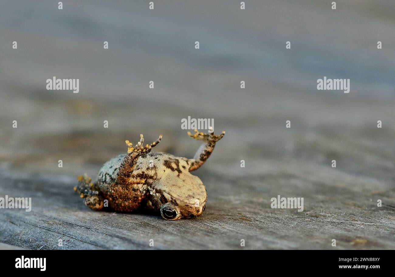The eastern American toad (Anaxyrus americanus americanus), Serial ...