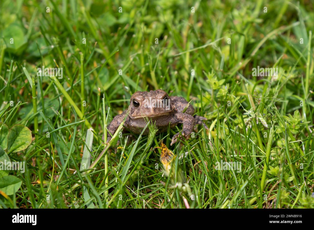 The eastern American toad (Anaxyrus americanus americanus), Serial ...