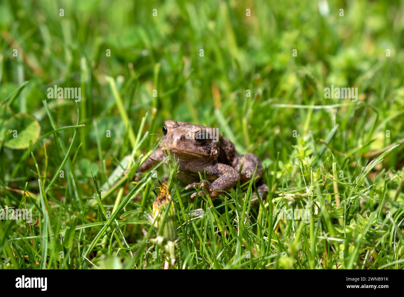 The eastern American toad (Anaxyrus americanus americanus), Serial ...