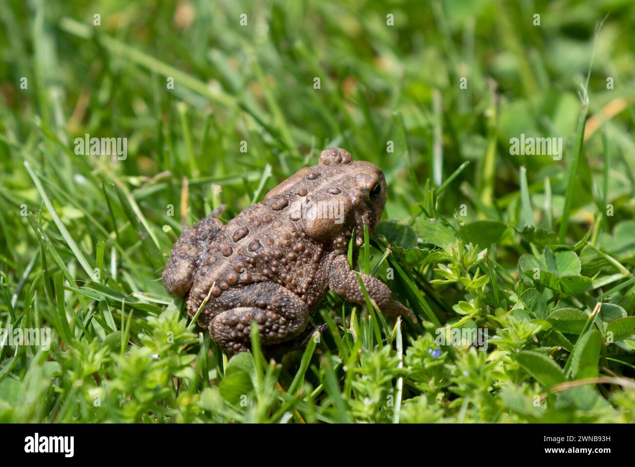 The eastern American toad (Anaxyrus americanus americanus), Serial ...
