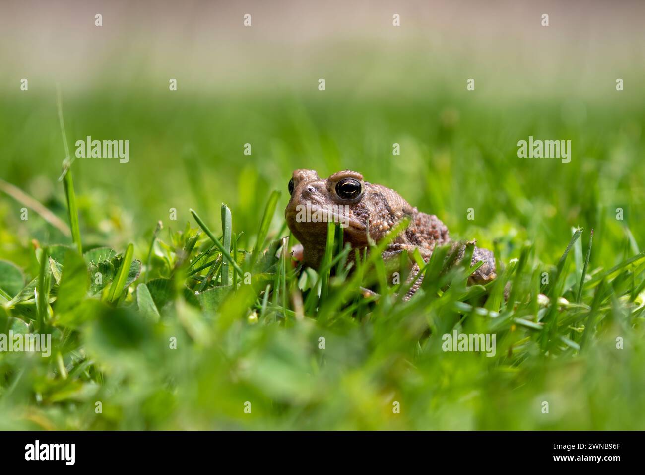 The eastern American toad (Anaxyrus americanus americanus), Serial ...