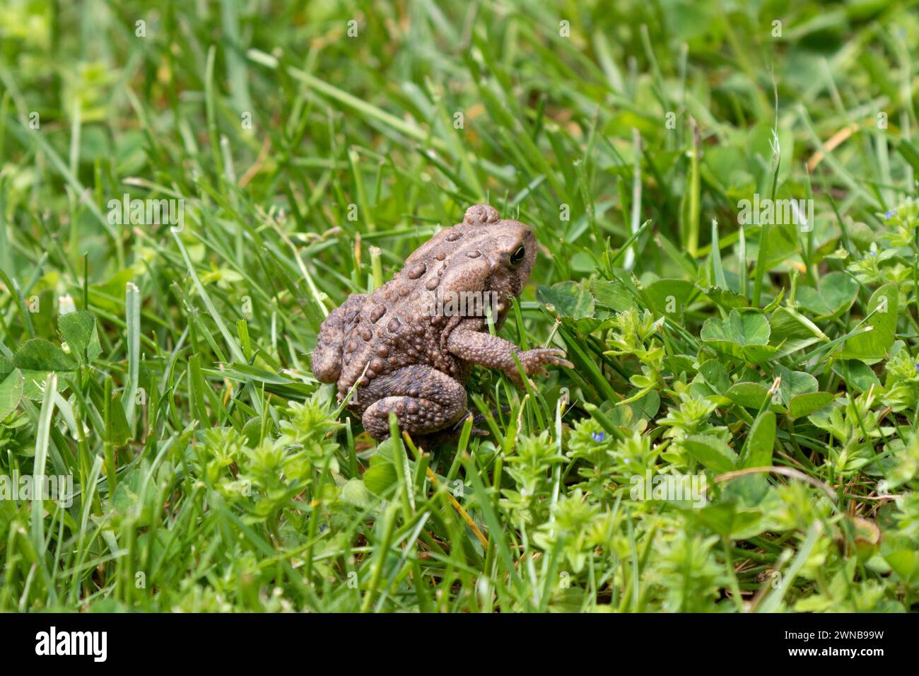 The eastern American toad (Anaxyrus americanus americanus), Serial ...