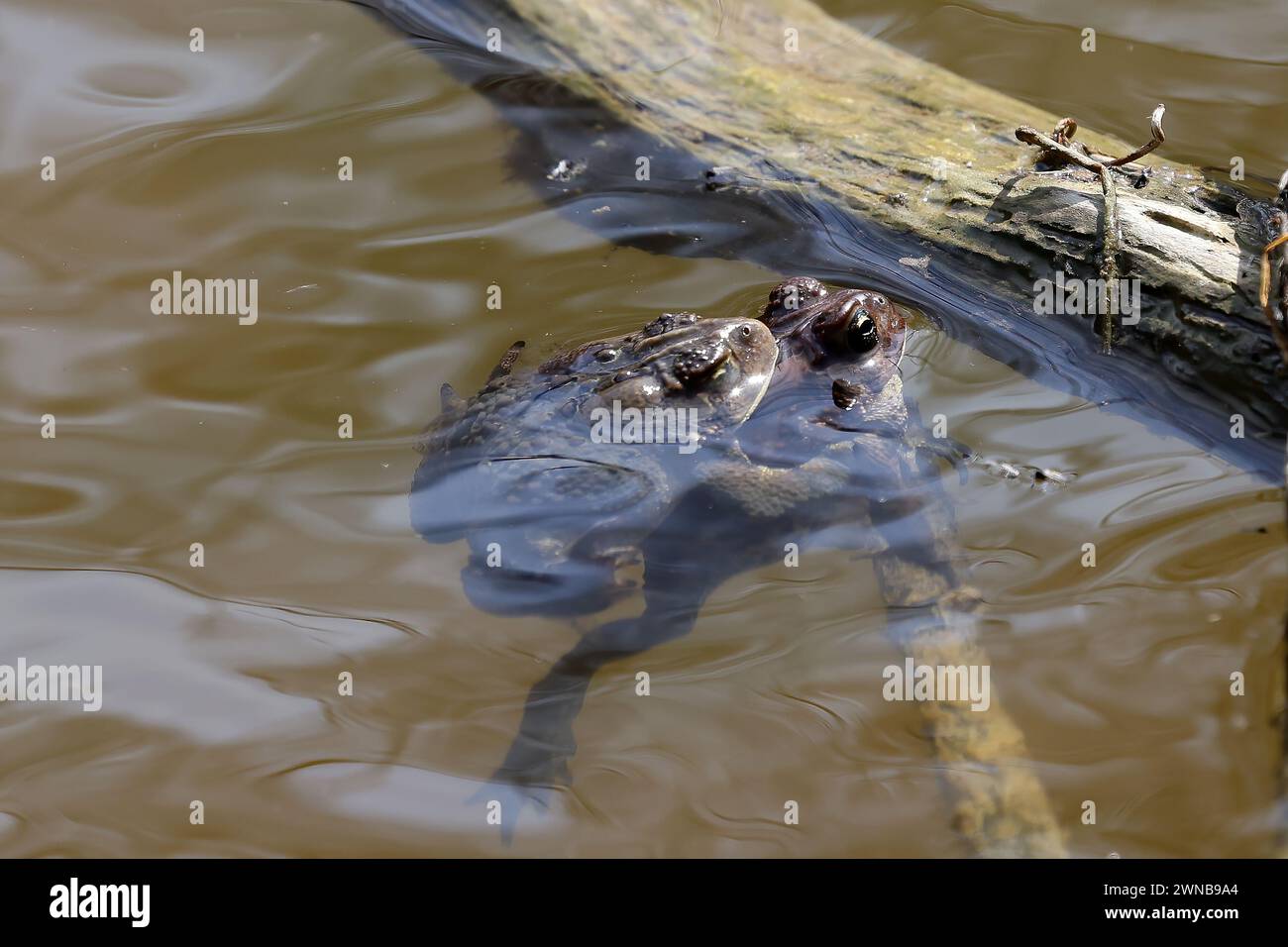 The eastern American toad (Anaxyrus americanus americanus), Serial ...