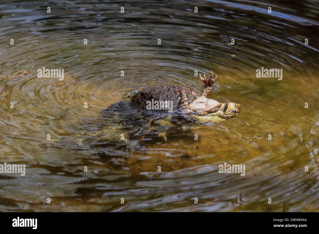 The eastern American toad (Anaxyrus americanus americanus), Serial ...