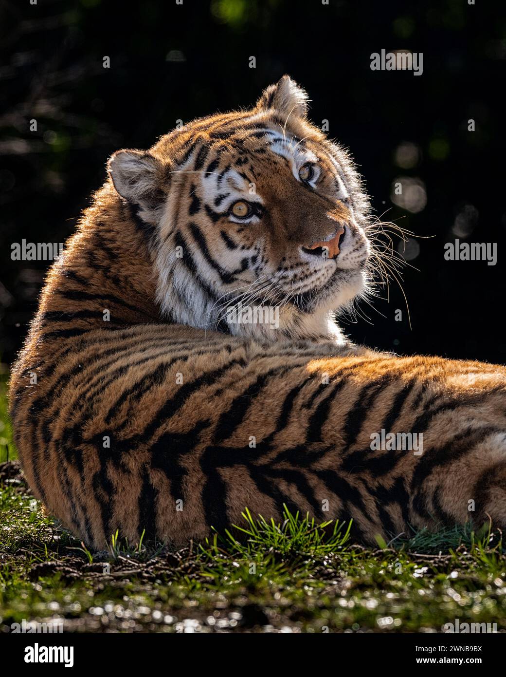 Seated tiger hi-res stock photography and images - Alamy