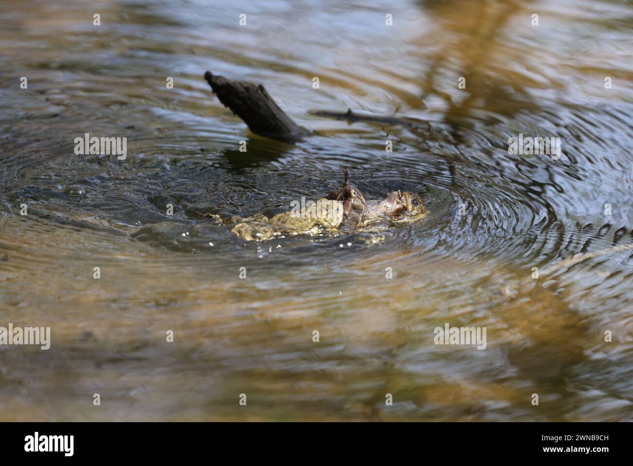 The eastern American toad (Anaxyrus americanus americanus), Serial ...