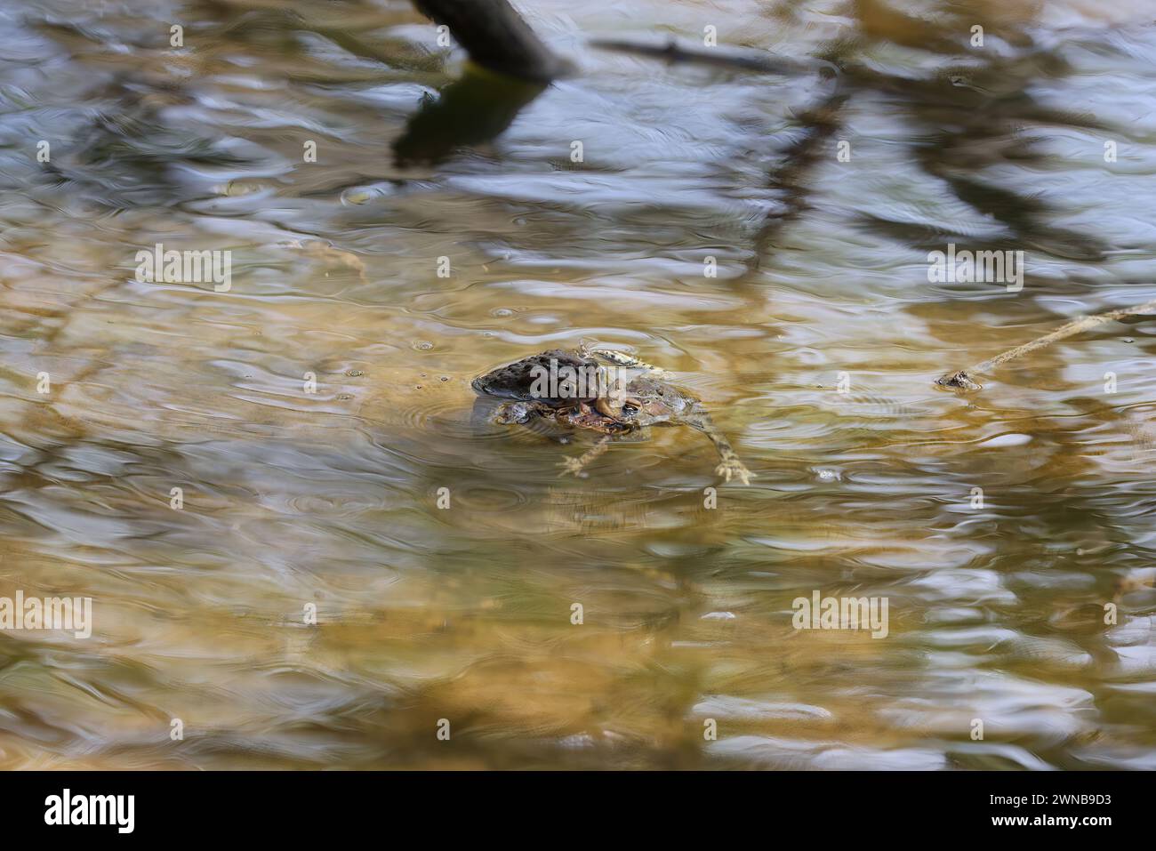 The eastern American toad (Anaxyrus americanus americanus), Serial ...