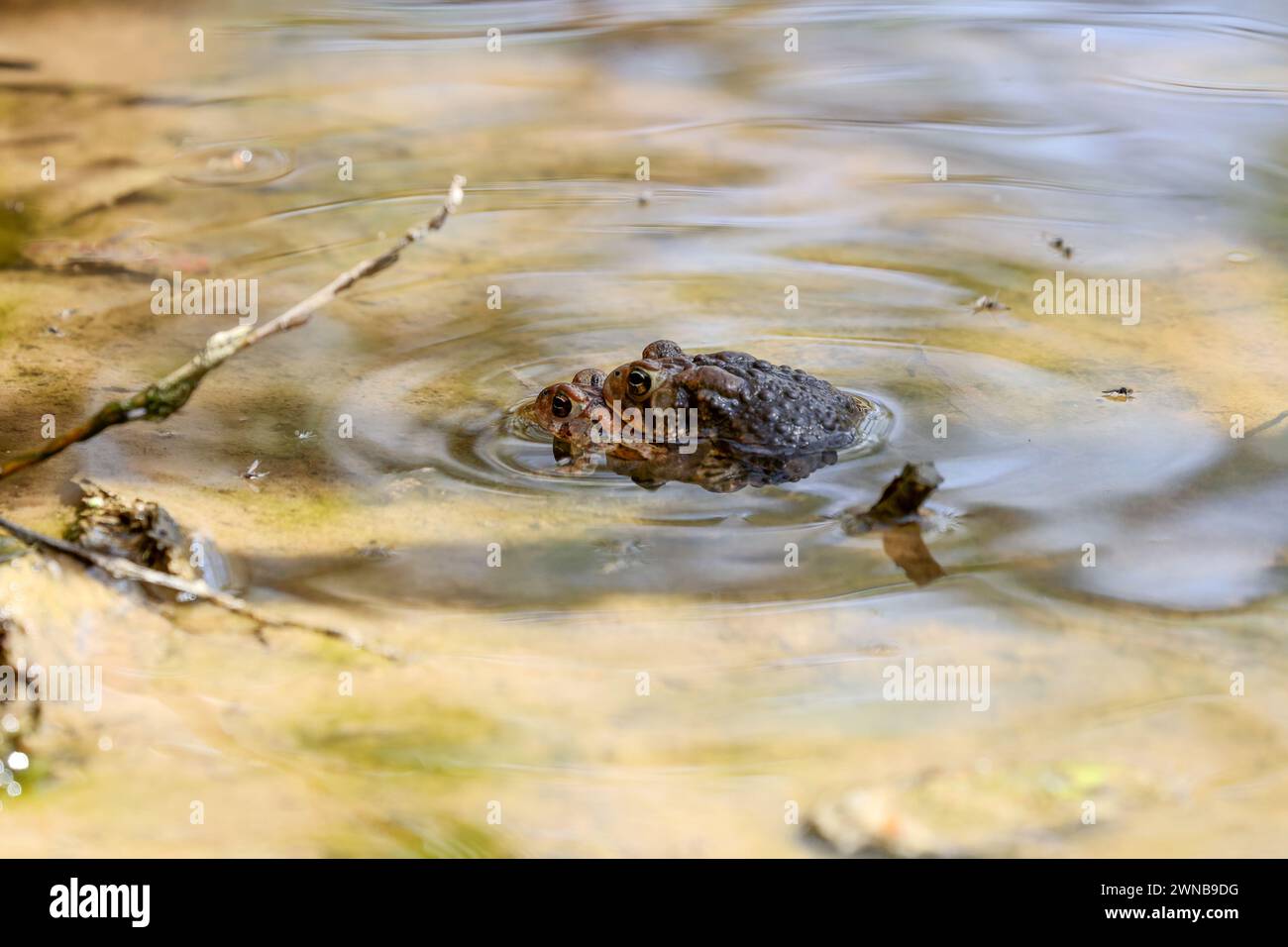 The eastern American toad (Anaxyrus americanus americanus), Serial ...
