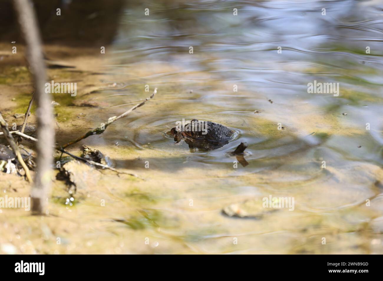 The eastern American toad (Anaxyrus americanus americanus), Serial ...