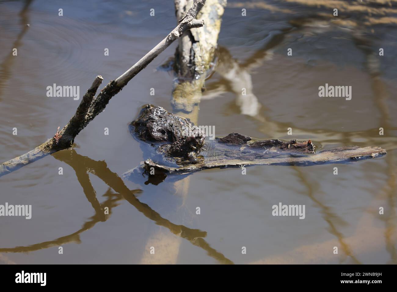 The eastern American toad (Anaxyrus americanus americanus), Serial ...