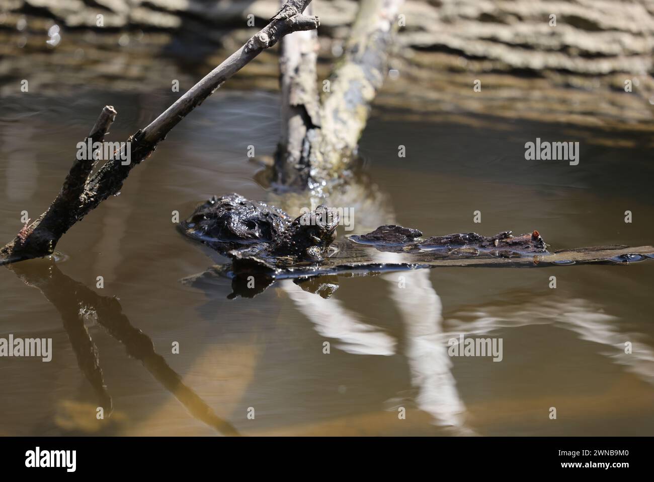 The eastern American toad (Anaxyrus americanus americanus), Serial ...