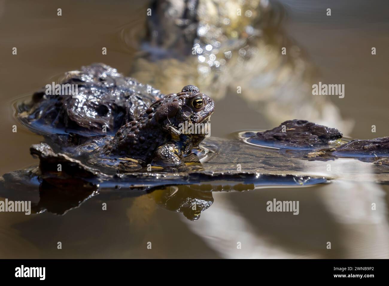 The eastern American toad (Anaxyrus americanus americanus), Serial ...