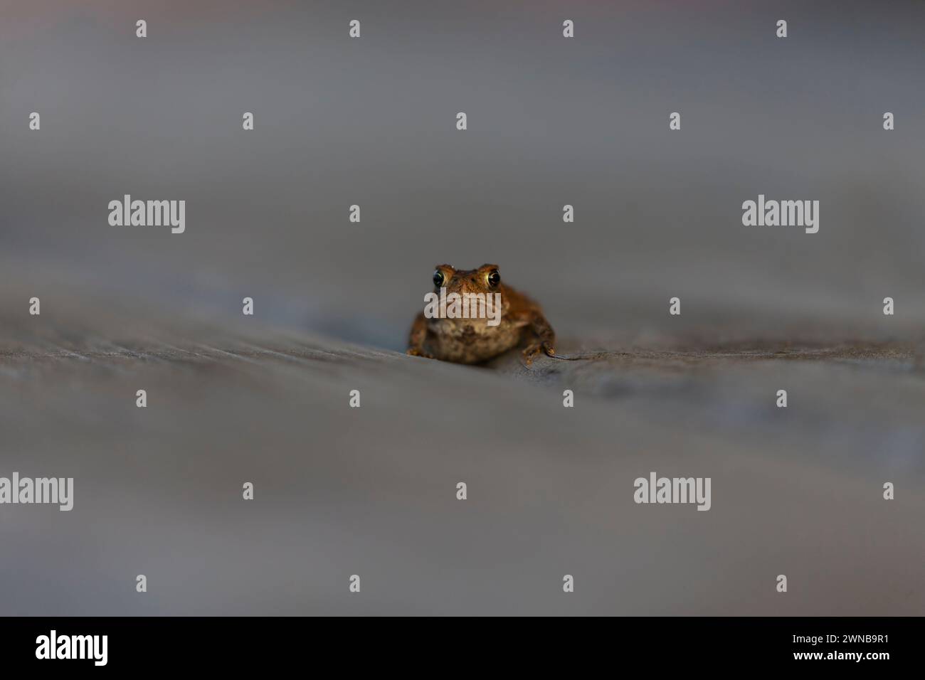 The eastern American toad (Anaxyrus americanus americanus), Serial ...