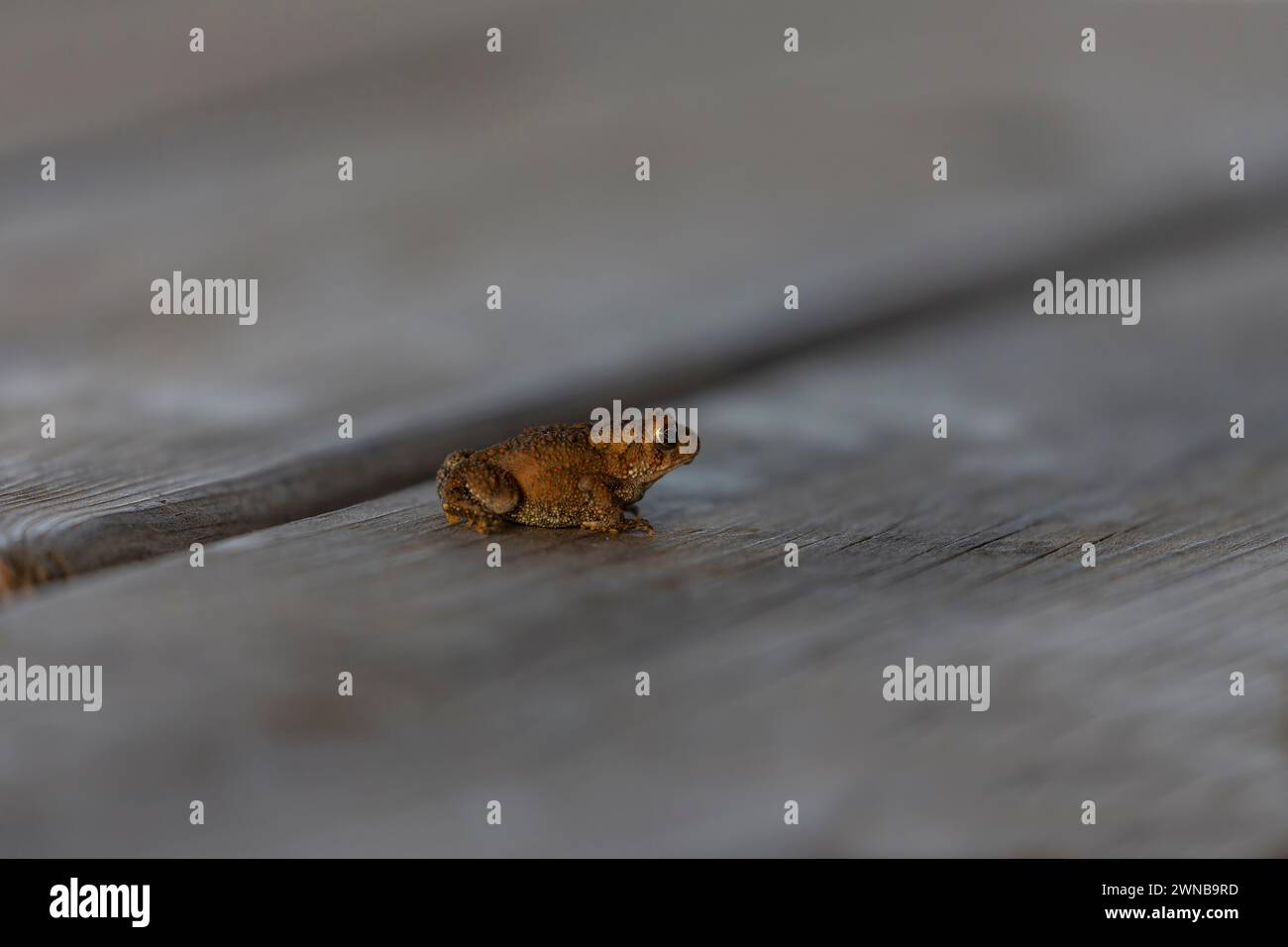 The eastern American toad (Anaxyrus americanus americanus), Serial ...
