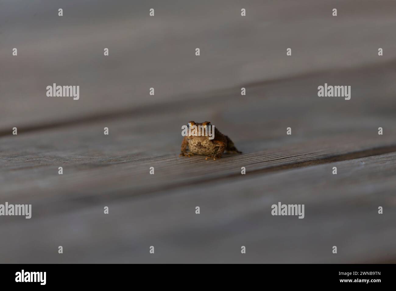 The eastern American toad (Anaxyrus americanus americanus), Serial ...