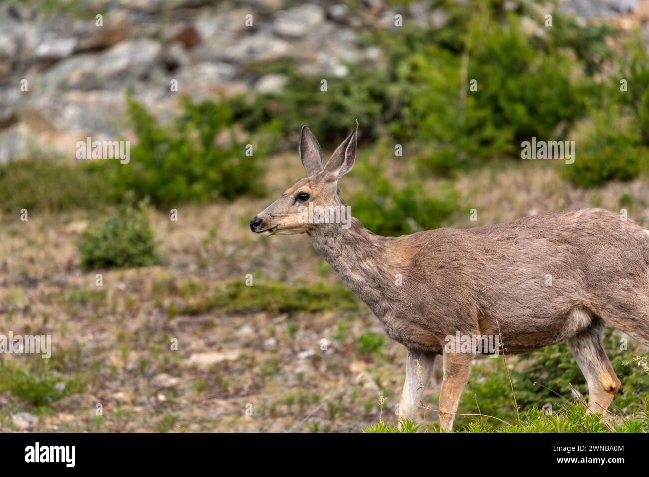 Beautiful mule deer seen in the summer time from hiking from in Banff ...