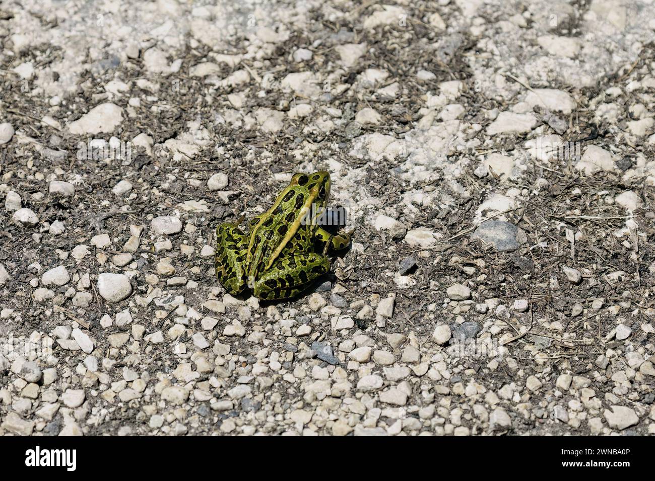 The northern leopard frog (Lithobates pipiensis) native North American ...