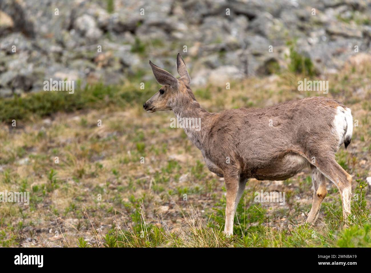 Beautiful mule deer seen in the summer time from hiking from in Banff ...