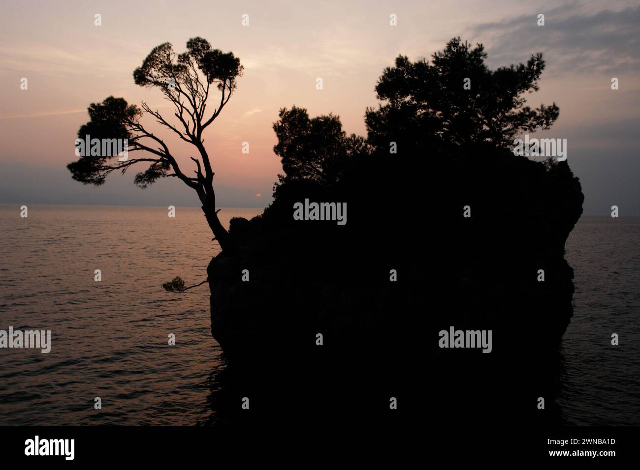 A tree is growing on a rock in the ocean Stock Photo - Alamy