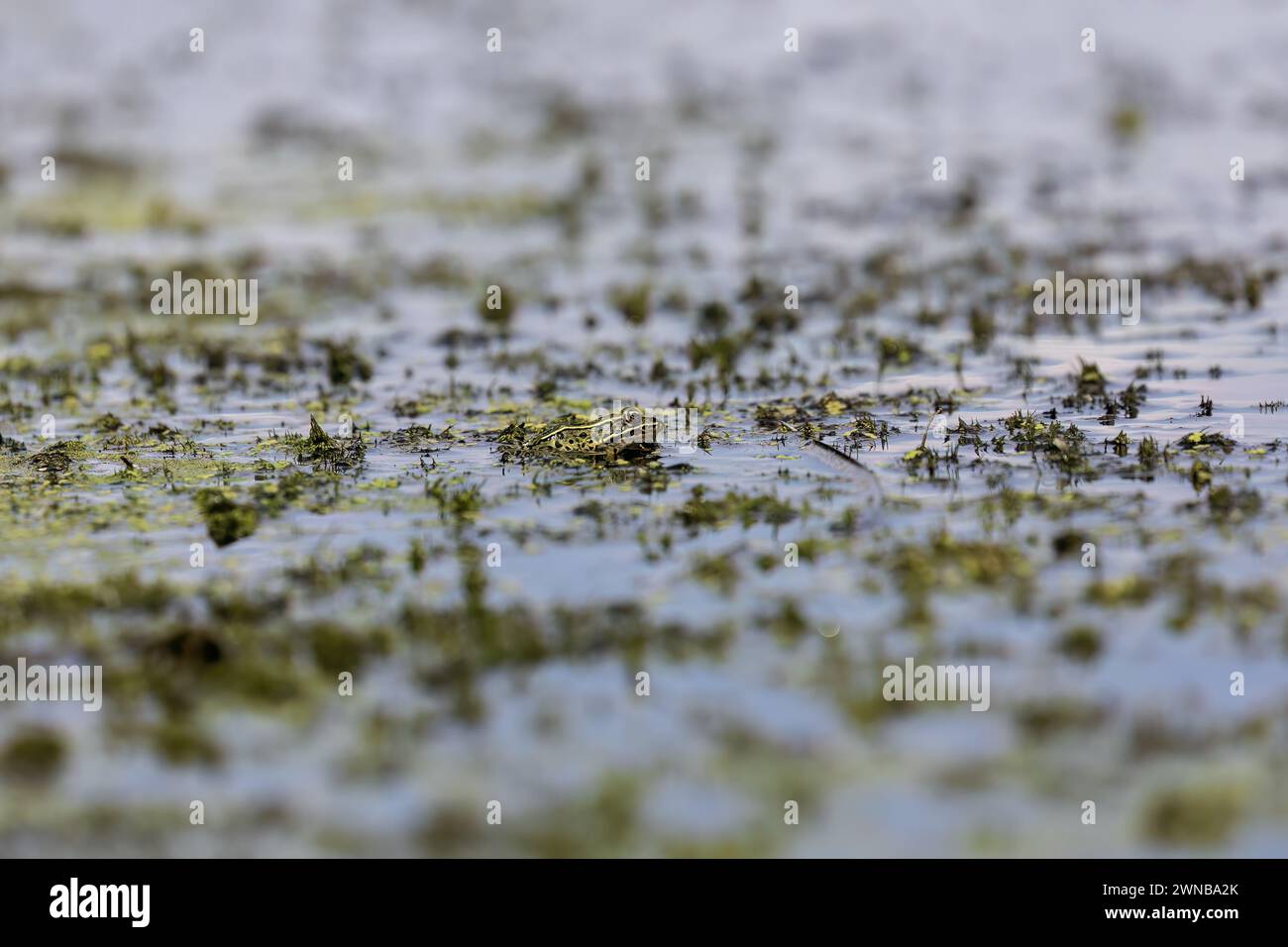 The northern leopard frog (Lithobates pipiensis) native North American ...
