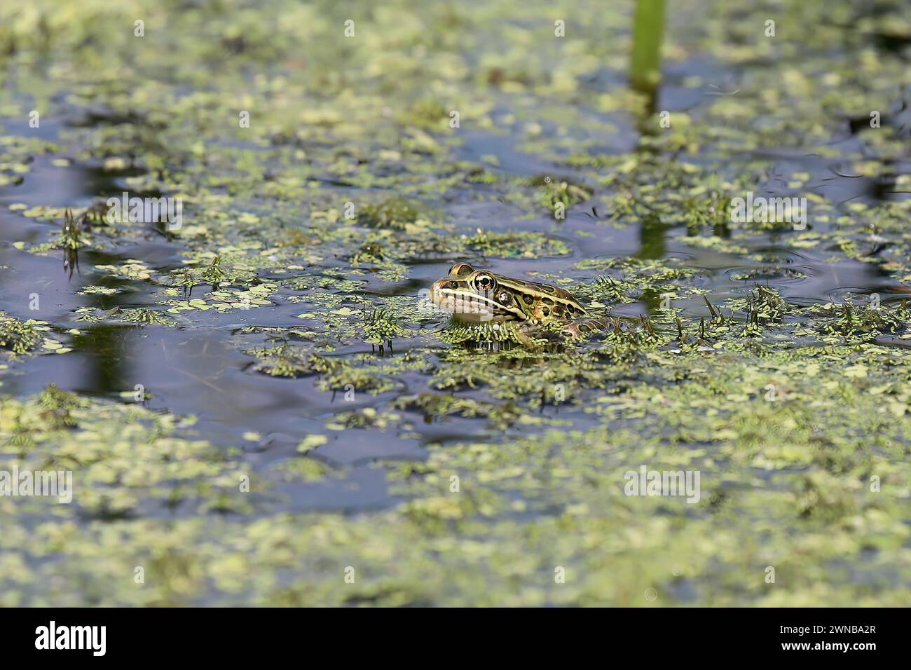 The northern leopard frog (Lithobates pipiensis) native North American ...