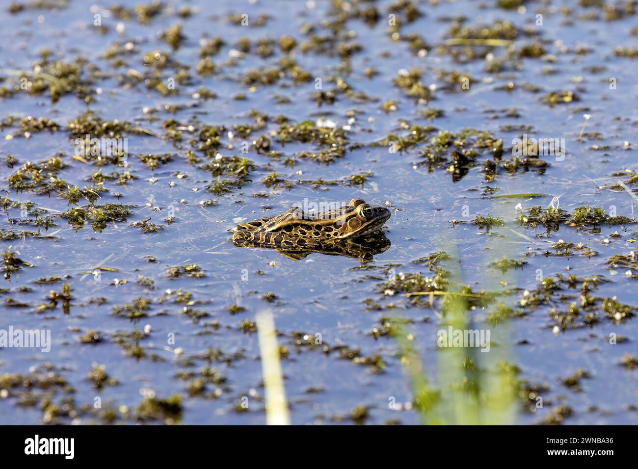 The northern leopard frog (Lithobates pipiensis) native North American ...