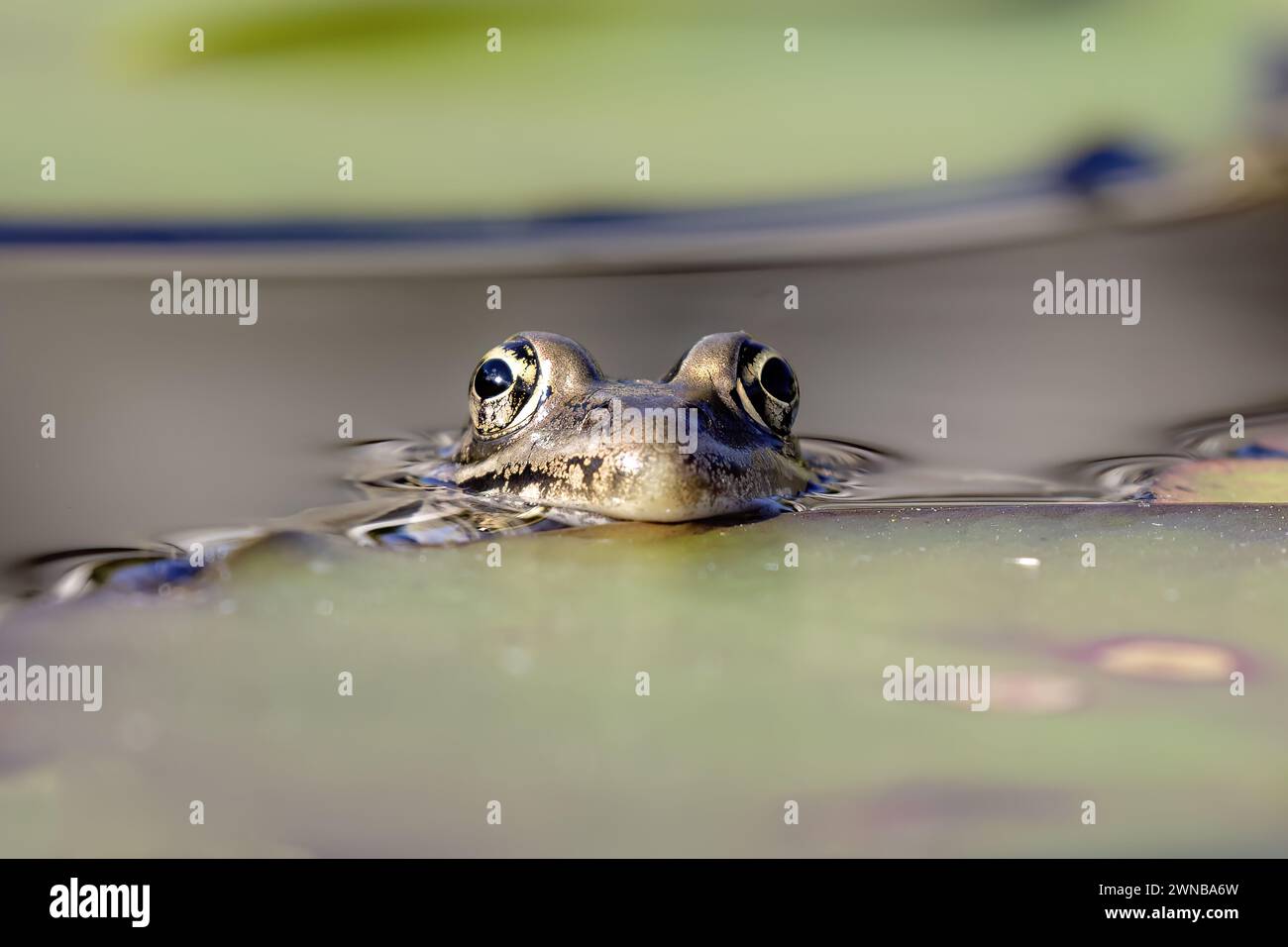 The northern leopard frog (Lithobates pipiensis) native North American ...