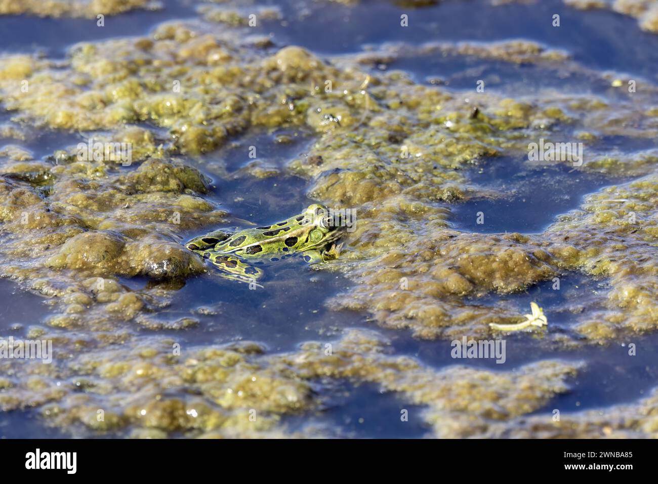 The northern leopard frog (Lithobates pipiensis) native North American ...